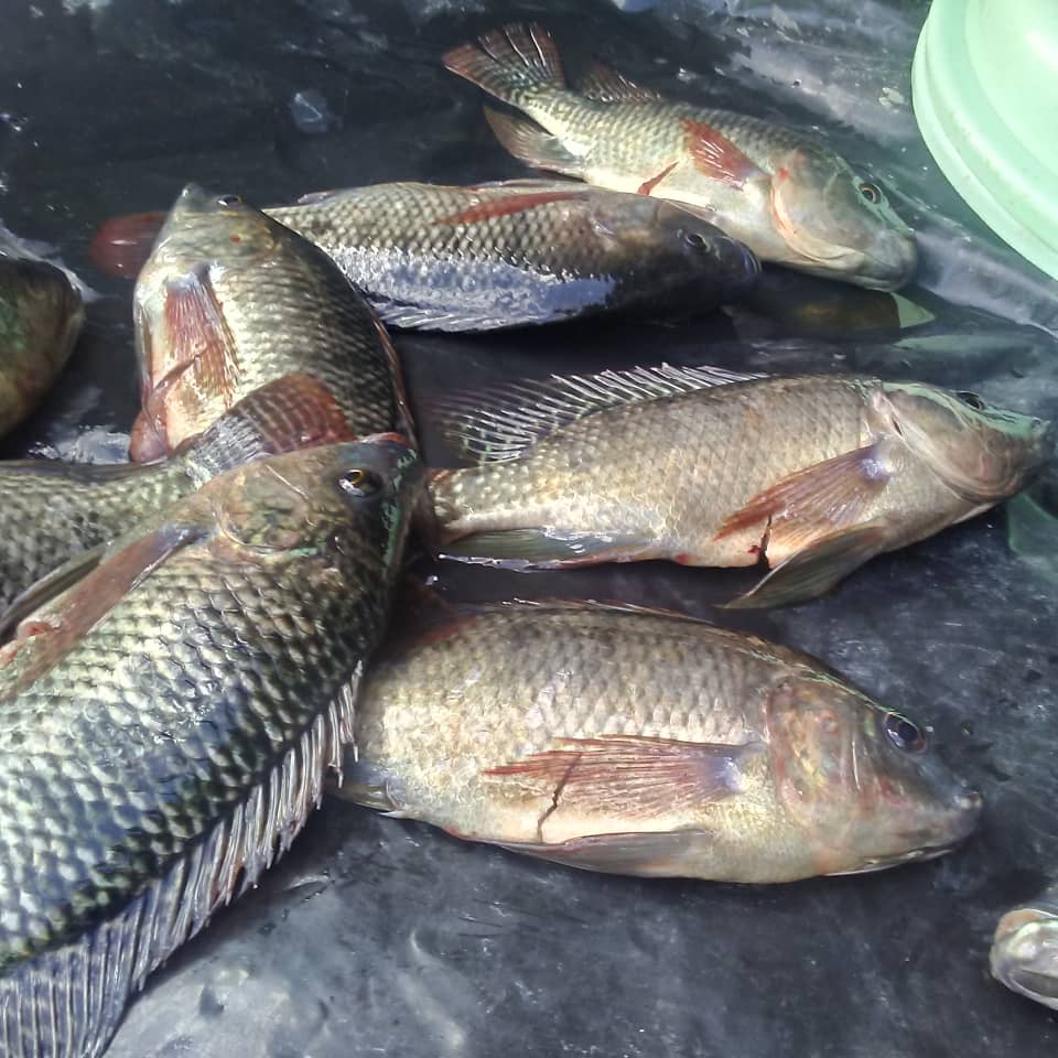 Fish Farming In Zimbabwe : Short Exclusive Guide — Motimagz Magazine